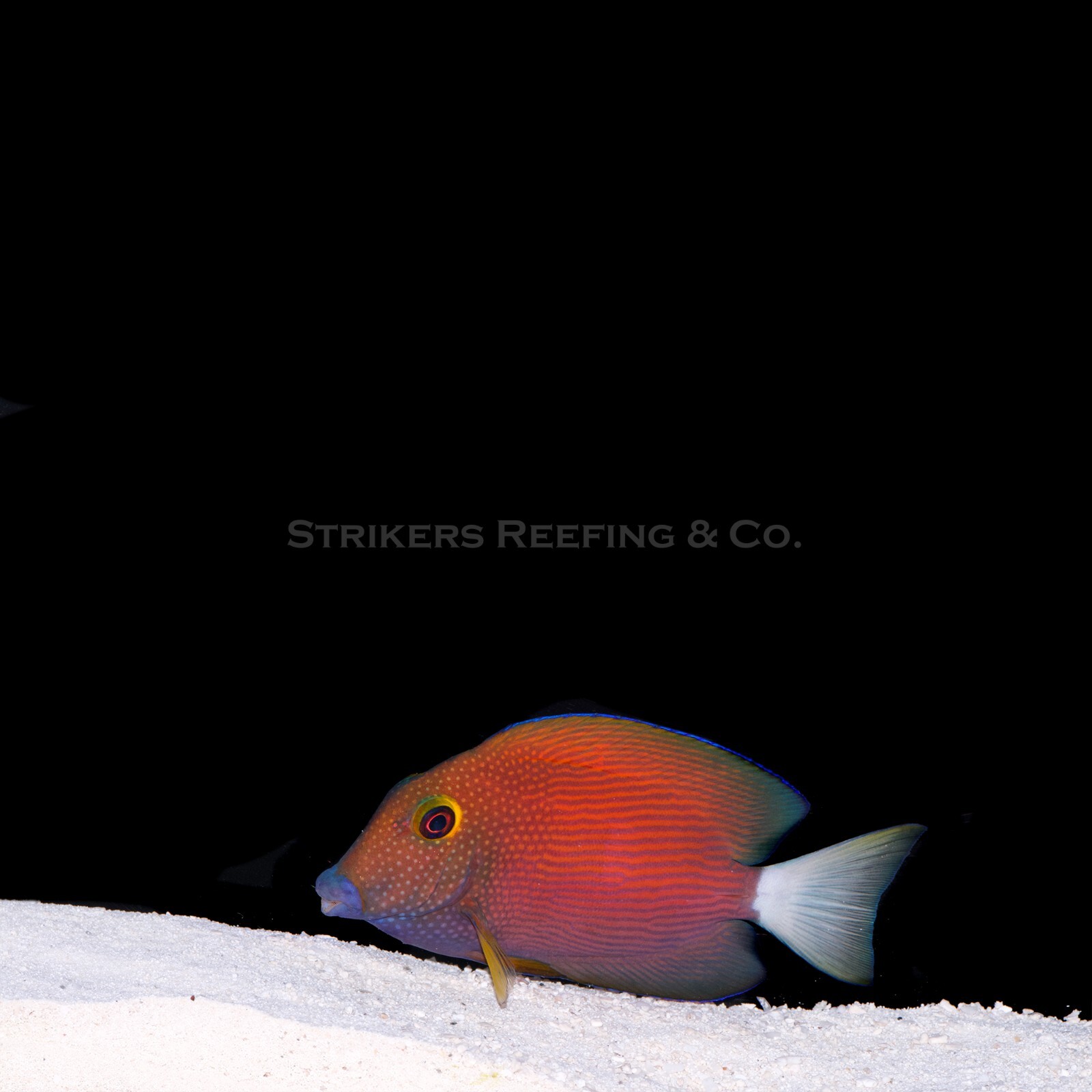 White Tail Bristle Tooth Tang