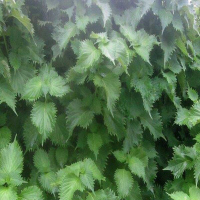 200 GREEN SHISO Seeds AUTHENTIC OHBA AO Japanese Perilla frutescens var ...
