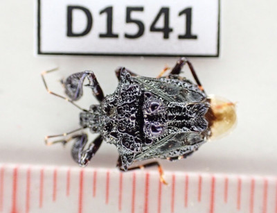 D1541. Insects, butterflies: Hemiptera sp. South Vietnam. Bao Loc | eBay