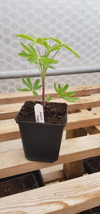 20 x Tree Lupin Seeds Yellow Shrub Lupinus Arborous | eBay UK