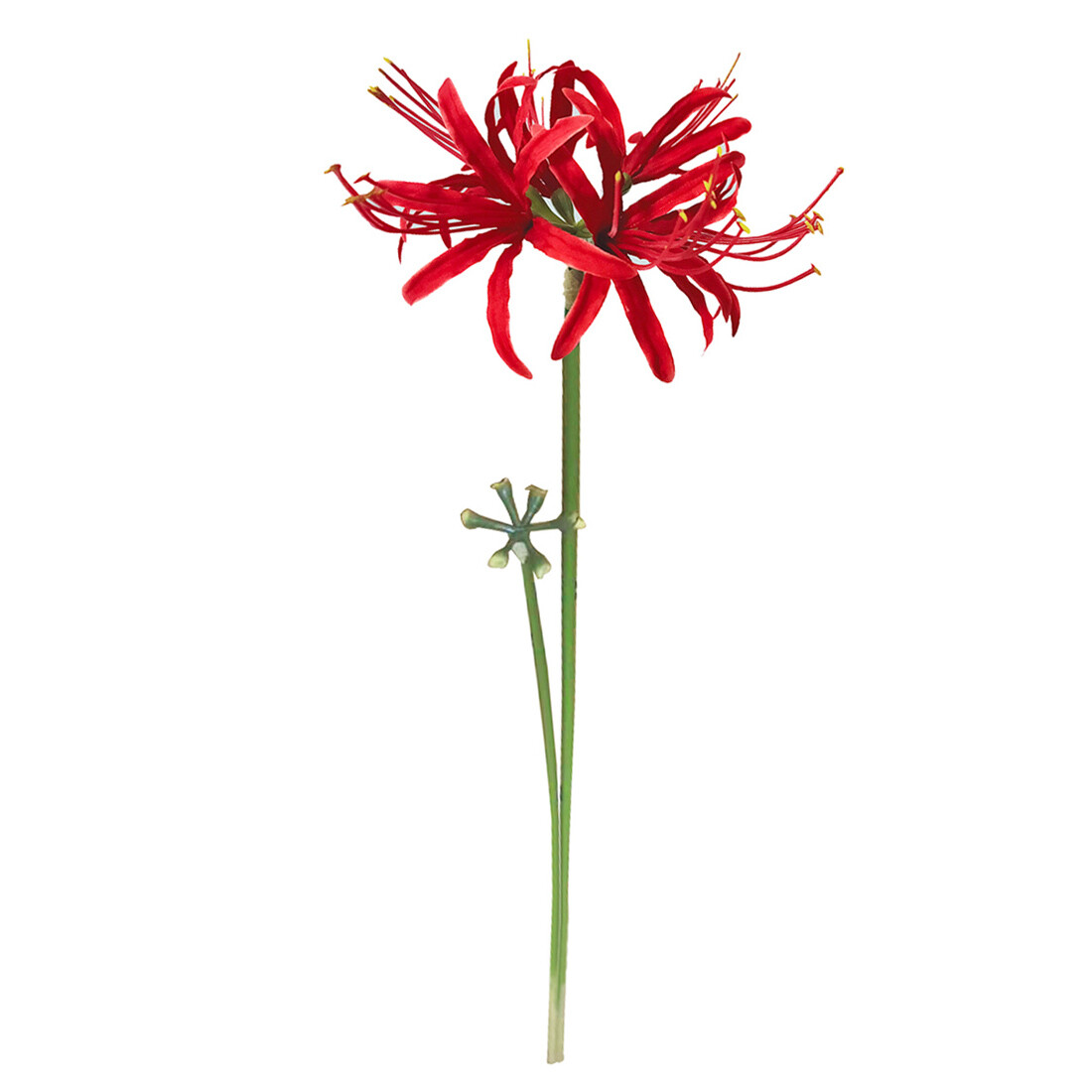 Spider Lily Flower PNG Images & PSDs for Download | PixelSquid