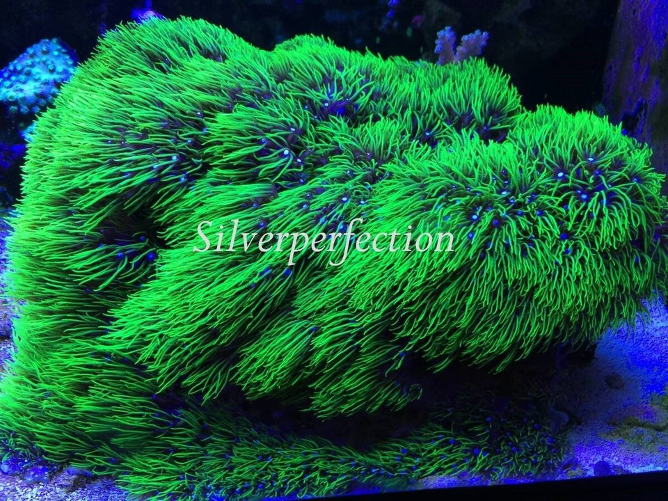 Neon Green Star Polyps Live Soft Coral GSP Frag ***LOWEST PRICE W ...