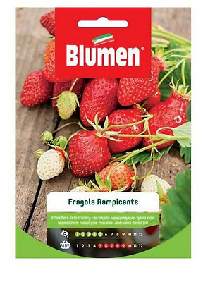BLUMEN SEMI DI FRAGOLE RAMPICANTI varietà dai frutti grandi e gustosi ...
