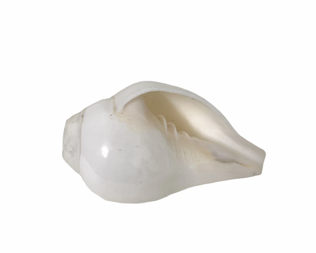 White Conch Shell
