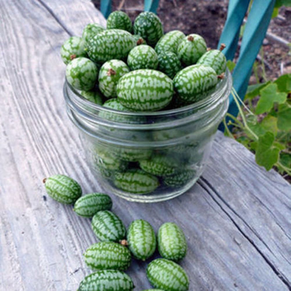 20 Mini Thumb Watermelon Seeds Red Pulp Watermelon Organic S046 | eBay