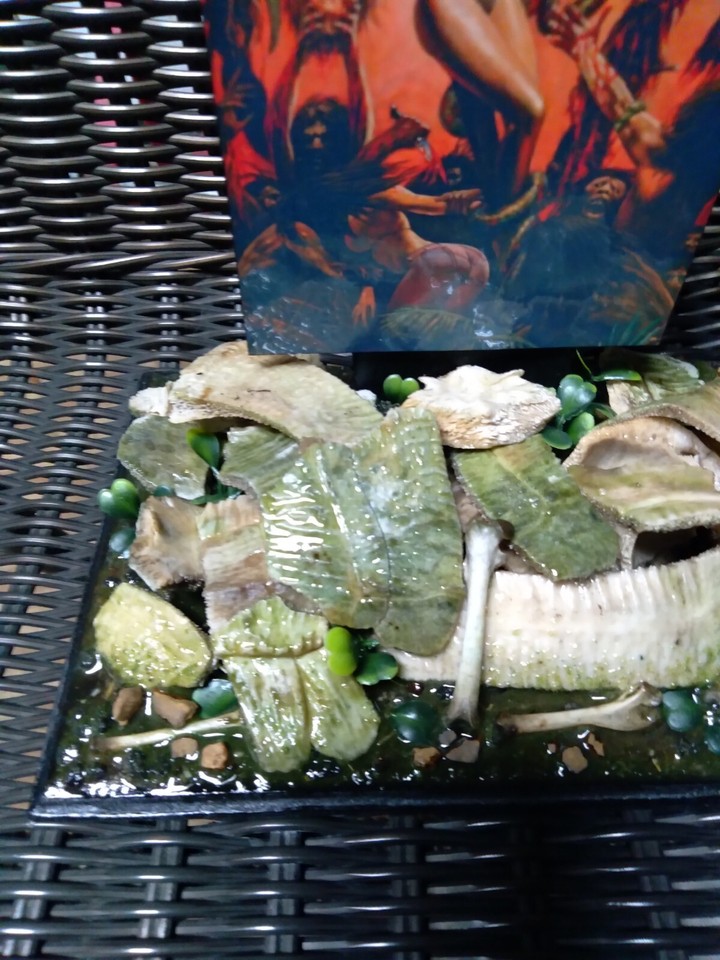 Cannibal holocaust Custom Horror Statue, Taxidermy Turtle, Horror Prop ...