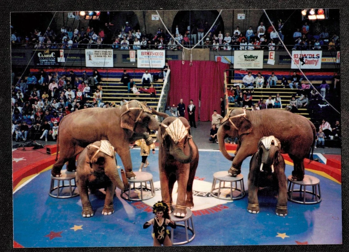 Circus Elephants Doing Tricks