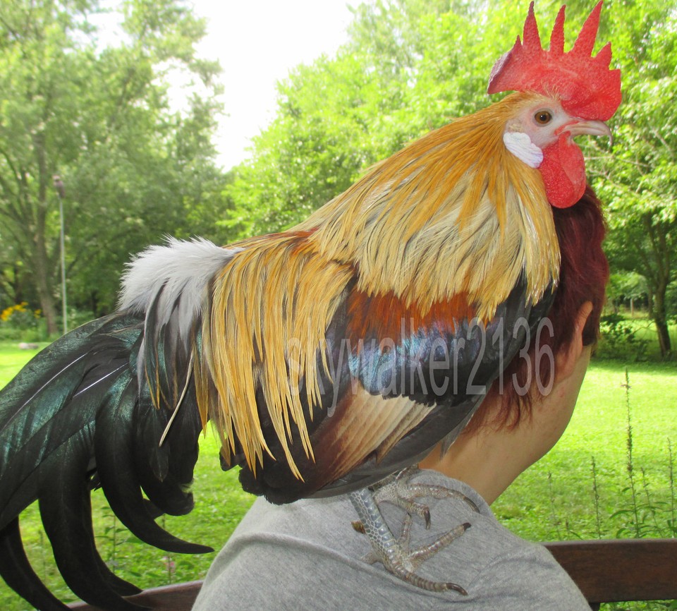 10+ Rare DUTCH Bantam chicken fertile hatching eggs Gorgeous Light ...