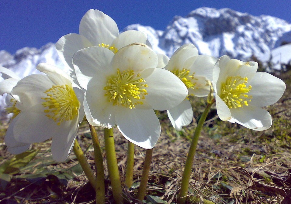 Helleborus niger | Lenten & Christmas Rose | Black Hellebore | 10_Seeds ...