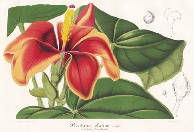 Paritium Elatum Cuba Cuba Hibiscus Caribbean Mahoe Tree Hibiscus ...