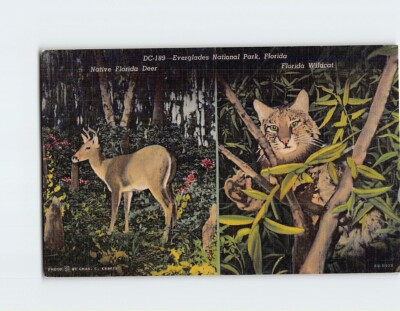 Postcard Native Florida Deer & Florida Wildcat Everglades National Park ...