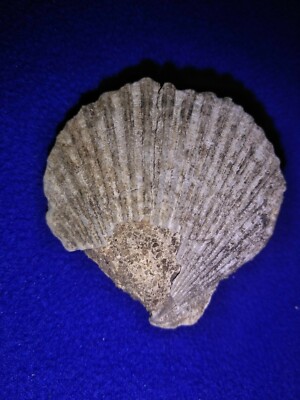 SC01 FOSSILIZED Scallop Sea Shell 42 mm Marine Bivalve Mollusks ...
