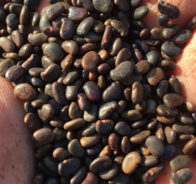 Timber Black Locust Seeds ~100 'Nyírség' (Robinia pseudoacacia) rot ...