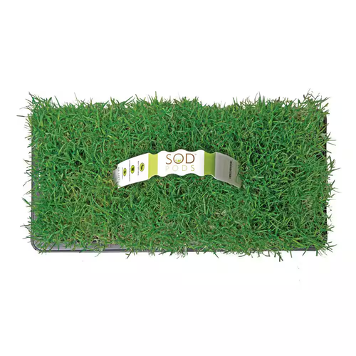 32 Count Bermuda Grass Plugs for Natural and Affordable Lawn ...