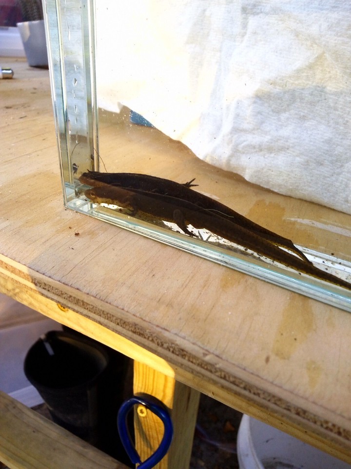 Eastern Newtt | eBay