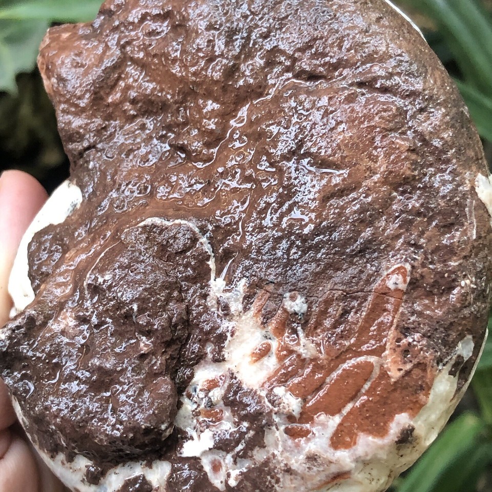 265GR EXTREME BIG WHOLE ROUGH PERMIAN THIN AMMONITE SOLID FOSSIL ...