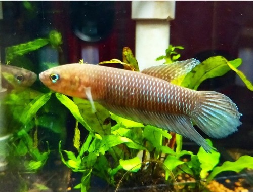 Live Wild Betta Fish Simorum Pair Male And Female | eBay