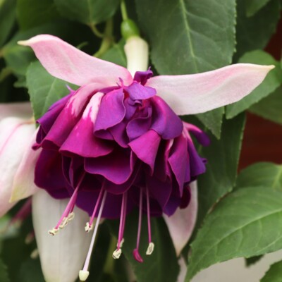 6 Giant Trailing Fuchsia Heri Mochara Hanging Basket Patio Plug Plants ...