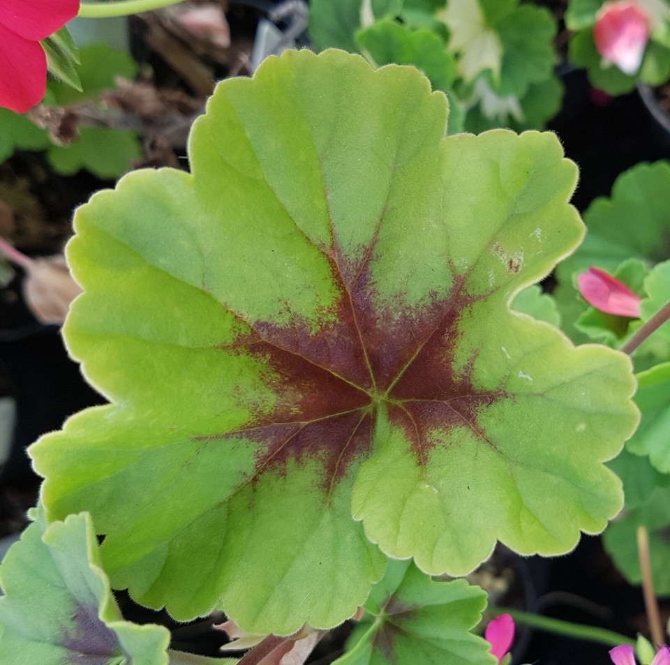 The Boar Zonal Pelargonium x 1 Plant ---------------- Geranium | eBay ...