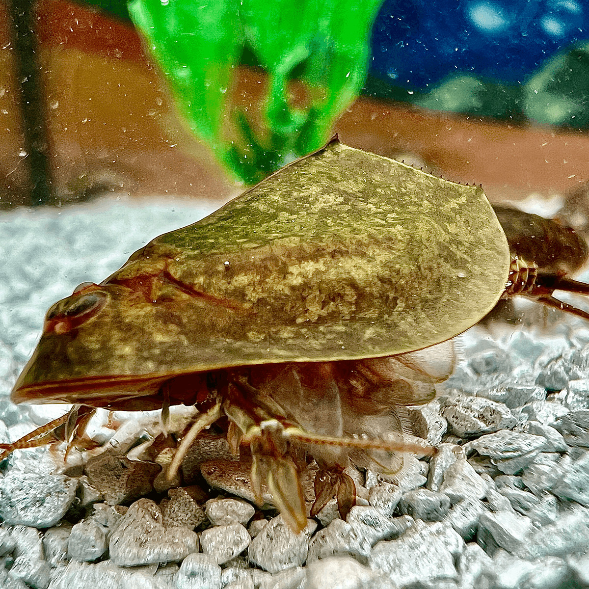 Triops