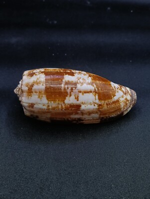 Conus geographus cone seashell. 100mm geography cone Sea shell. Beach ...