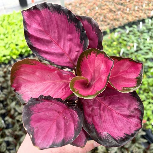 25+ Seeds Pink Rosy Calathea Couture Flower Indoor or Outdoor Beautiful ...