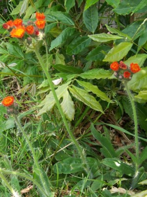 Photo 6x4 Orange Hawkbit, Rowberry Birdbush Also known as Fox and Cubs ...