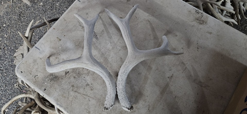 Nice Set Of Mule Deer Shed Antlers Horns Elk Moose Rack | eBay