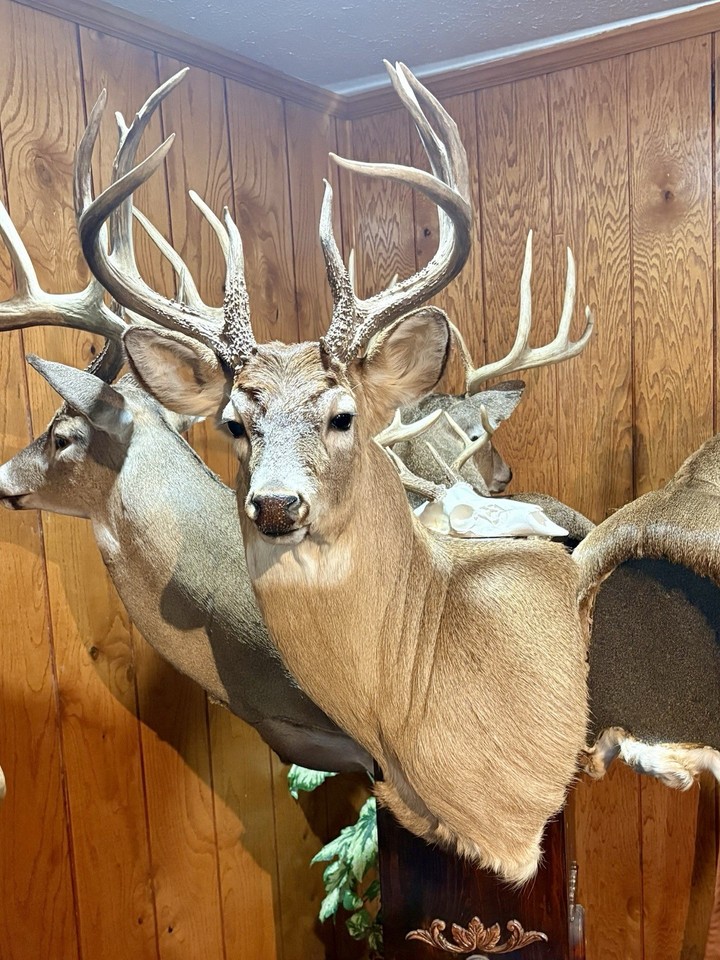 Multiple Whitetail Deer Mounts,Taxidermy,Cabin decor ,Pickup Only | eBay