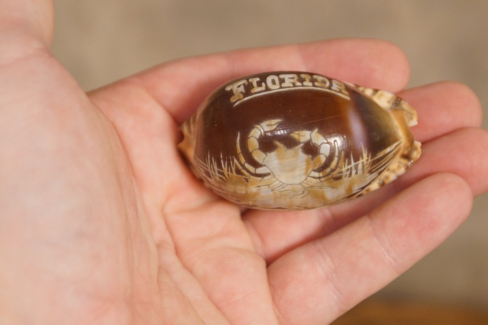 Vintage Florida Carved Sea Shells Souvinours | eBay