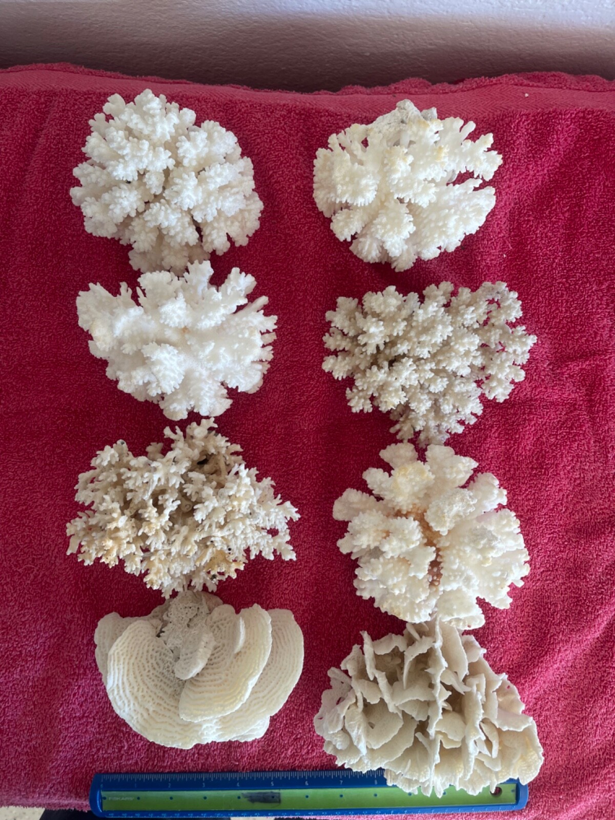 Dry Coral - Natural White Coral for Aquarium medium size | eBay