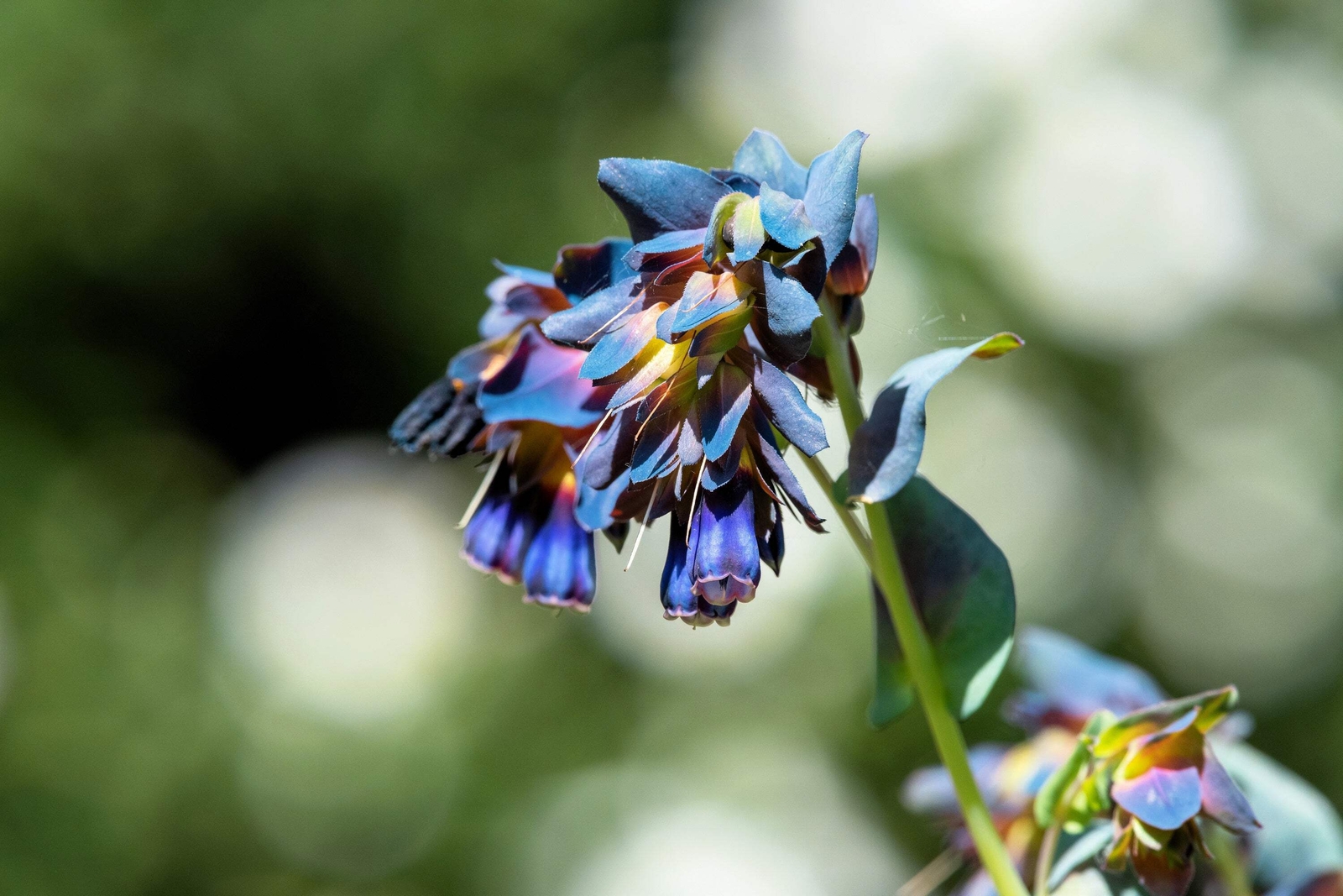 10 BLUE SHRIMP PLANT / HONEYWORT Cerinthe Major Flower Seeds *Flat S/H ...