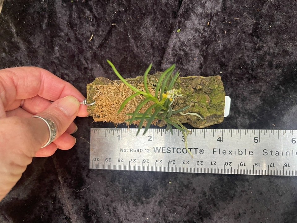 BOTANICA LTD. Schoenorchis micrantha *MINI + IN BLOOM** SPECIES Orchid ...