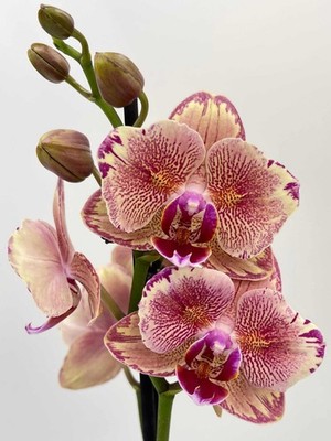 Phalaenopsis Pirate Picotee peloric butterfly | eBay UK