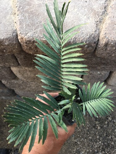 Encephalartos Cerinus WAXEN CYCAD Dwarf Blue Plant Ice Blue Cycads ...