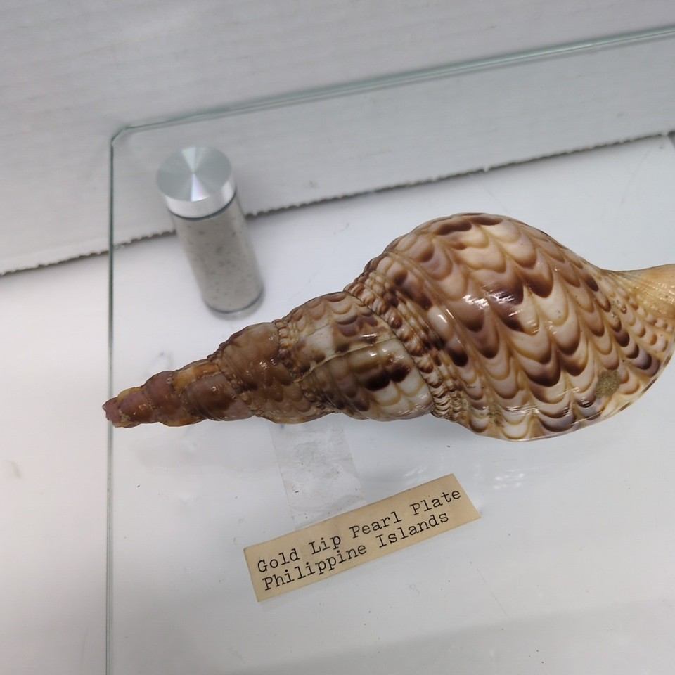 Gold Lip Pearl Plate Philippines Sea Ocean Shell Nature Artifact | eBay