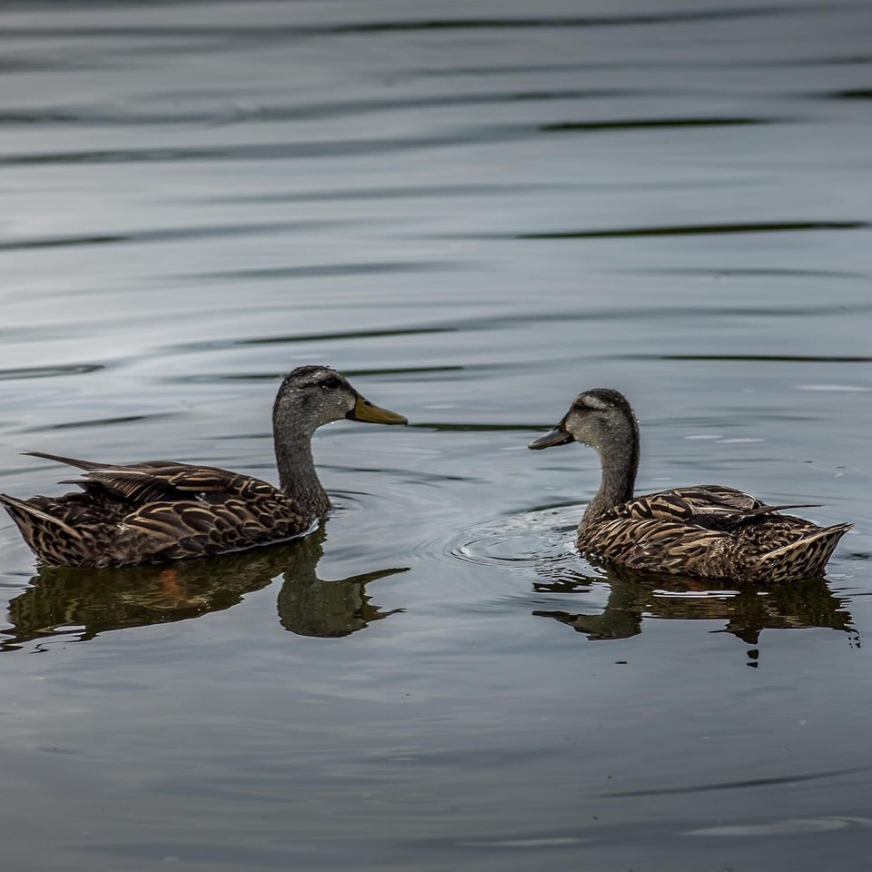 Premium Swan & Duck Natural Food Floating Pellets Feed For Wild Geese ...