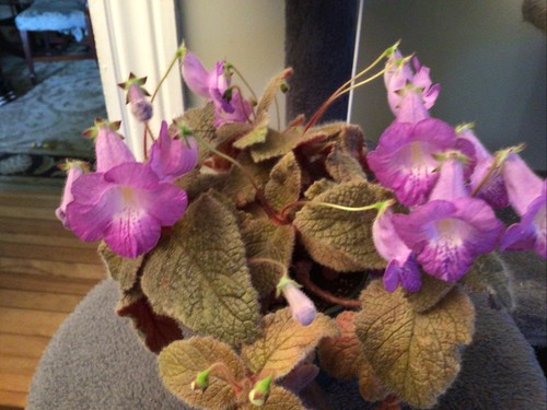 Eucodonia Adele Gesneriad Hybrid Live Plant In Bloom 4 Inch Pot | eBay