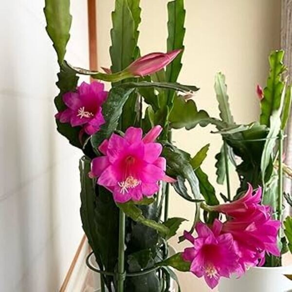 Live Epiphyllum ‘Curly Locks’ Orchid Cactus Succulent in 4″ bare roots ...