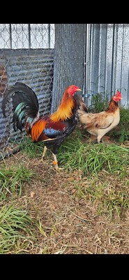 Livestock Supplies - Gamefowl
