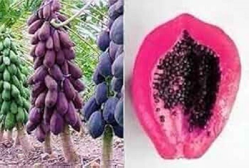 Organic New Fresh Purple Papaya Fruit Seeds 100 | eBay