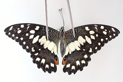 PA13016. Insects, butterflies: Papilio sp. Vietnam. Nghe An | eBay