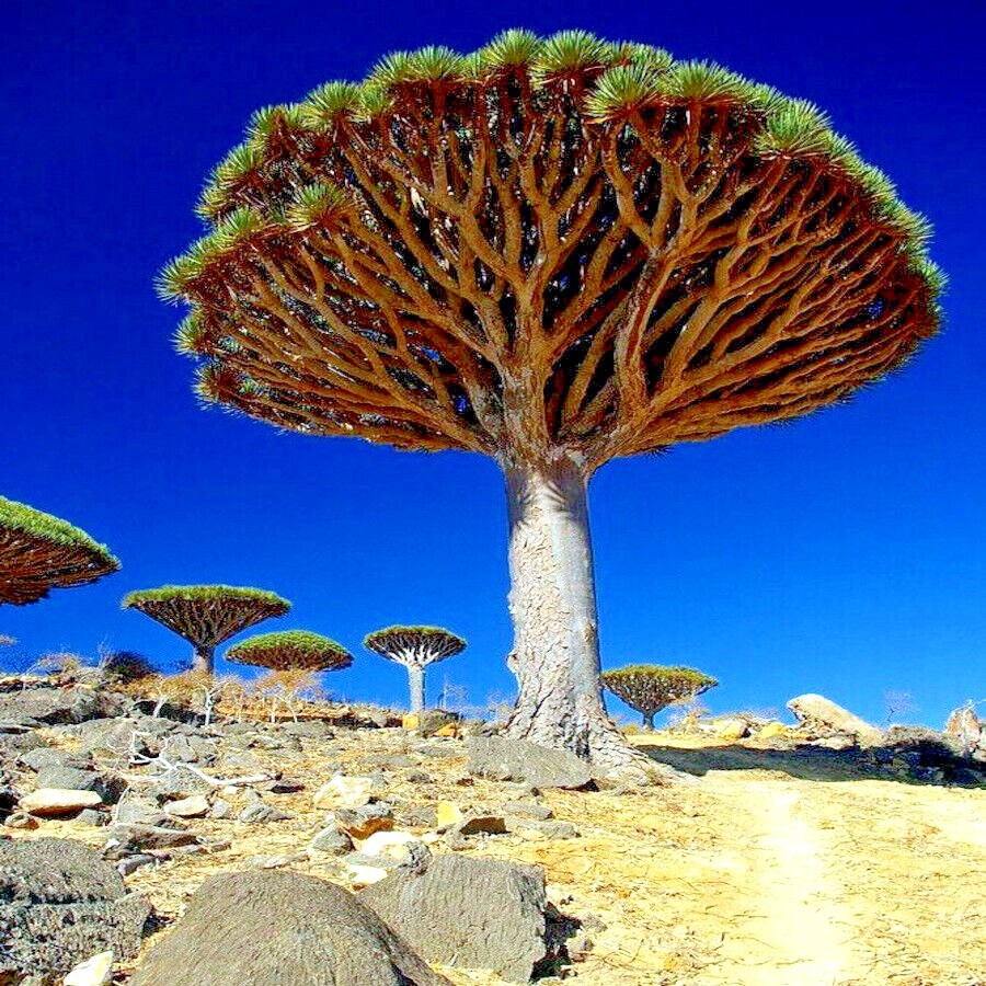 20 Dragon's Blood Tree Seeds (Dracaena draco) Exotic Canary Island Palm ...