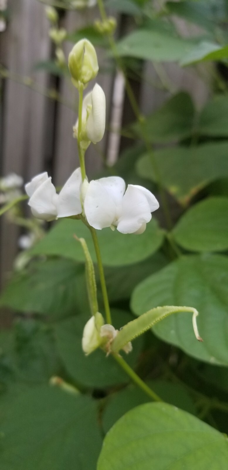 Hyacinth Beans Avaraikai Chikkudu VINE type White flowering high yields ...