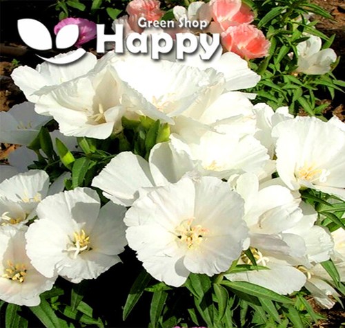 GODETIA - 1000 seeds - DUTCHESS OF ALBANY - white godetia grandiflora ...