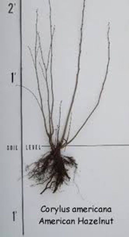 1 American Hazelnut Tree Corylus avellana 12-24in Tall Live Bare Root ...