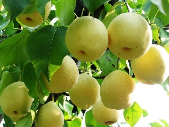 25+Pear Fruit Tree Seeds.crystal pear.Sweet Edible, USA Seller, | eBay