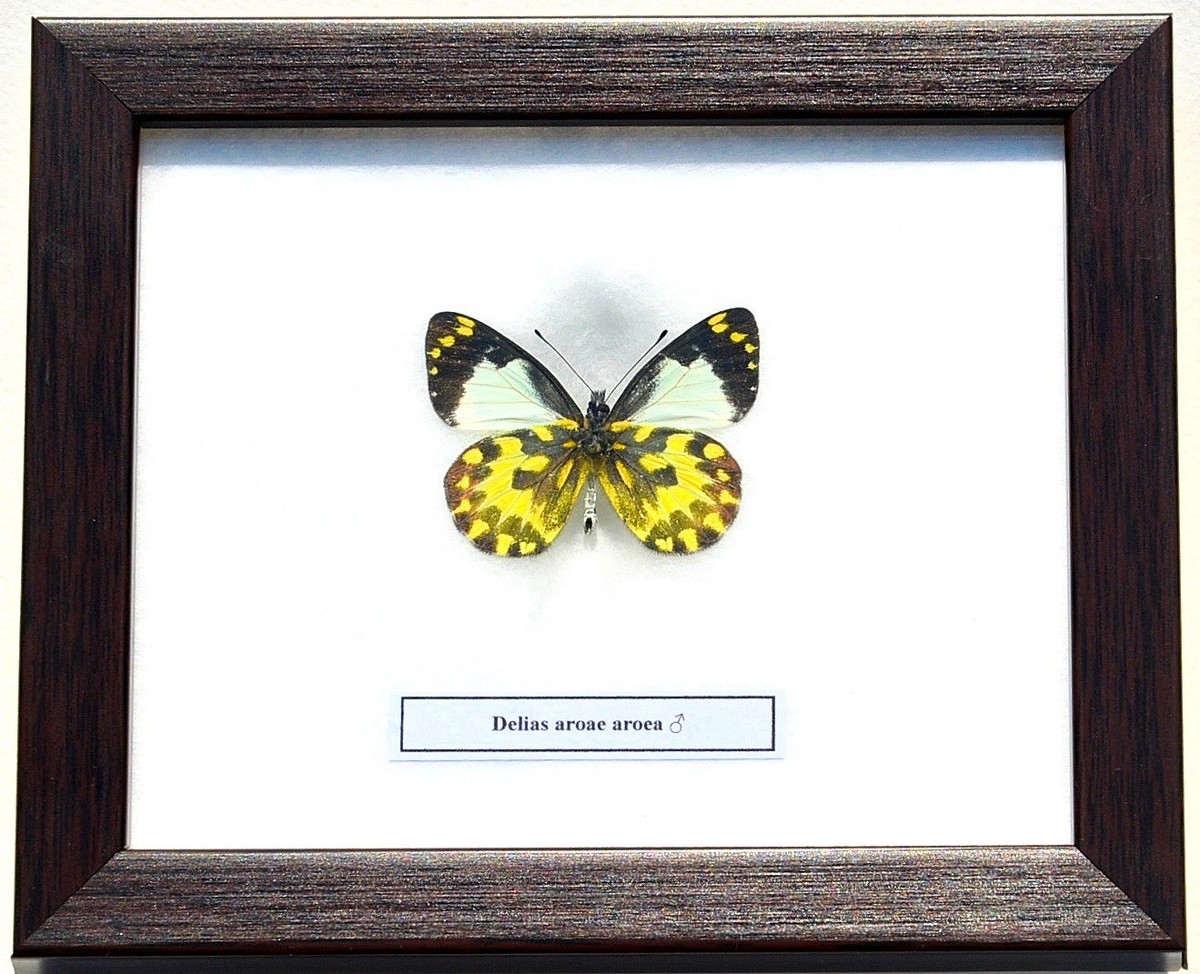 Real Butterfly Displays Framed Real Tiger & Orange Butterfly Display