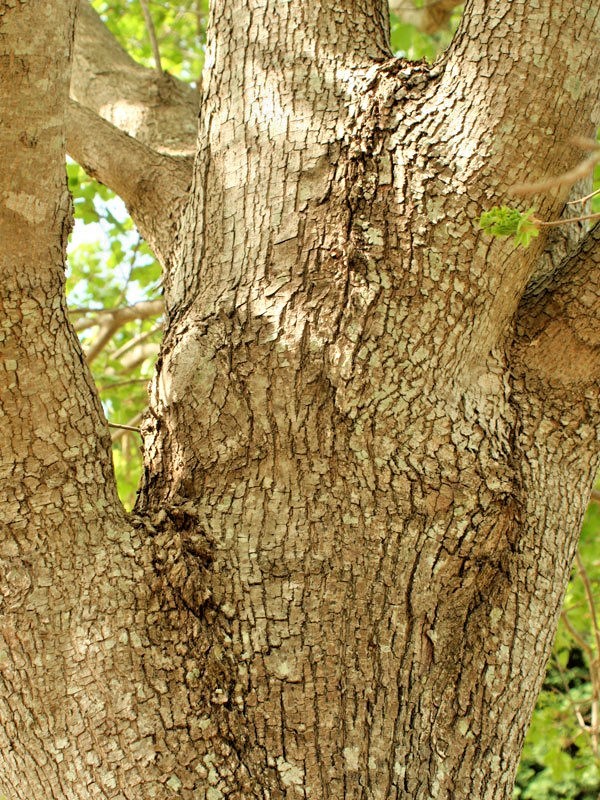 20 QUEEN ELIZABETH HEDGE MAPLE SEEEDS - Acer campestre 'Evelyn' Queen ...