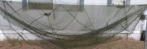 LOT 2 / US MILITARY DATE MAR 18/52 BARS INSECT NETTING 200 X 68 ...